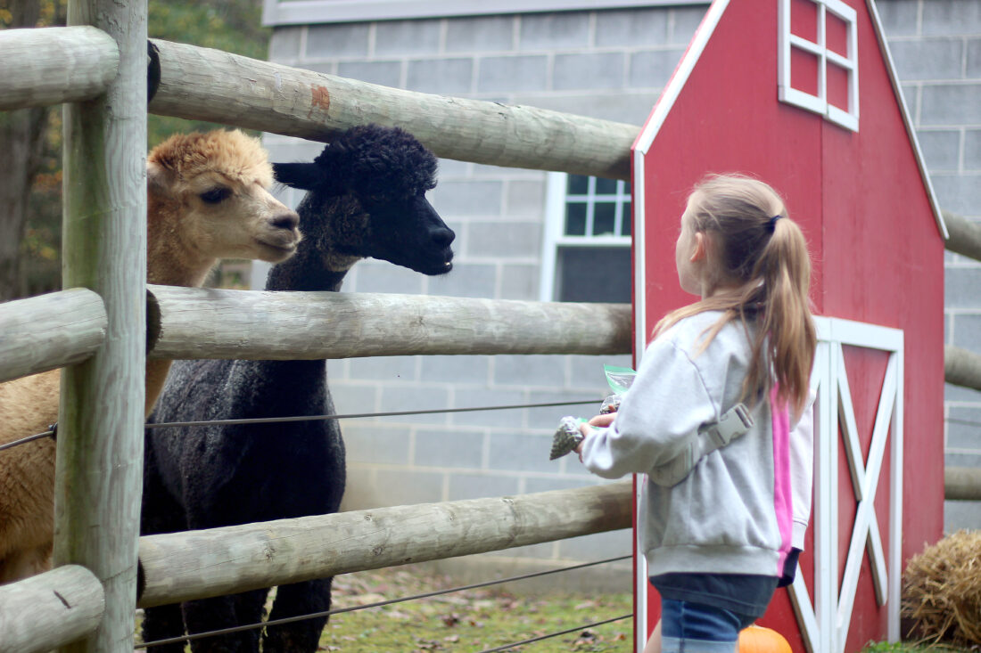 Fluff on the farm: Lilly Mountain Alpacas joins in national celebration ...